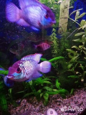 Рыбки, Нанакары, скалярии