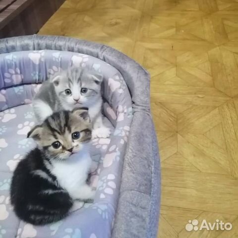 Продажа шотландских вислоухих котят