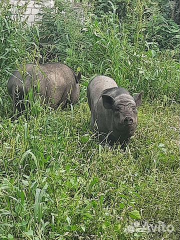 Вьетнамские свиньи
