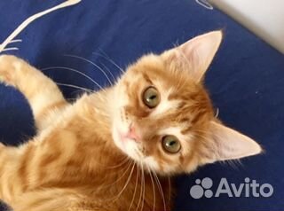 Котенок Апельсин в Дар солнечным другом)