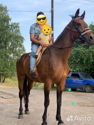 Лошадь тракенскай породы