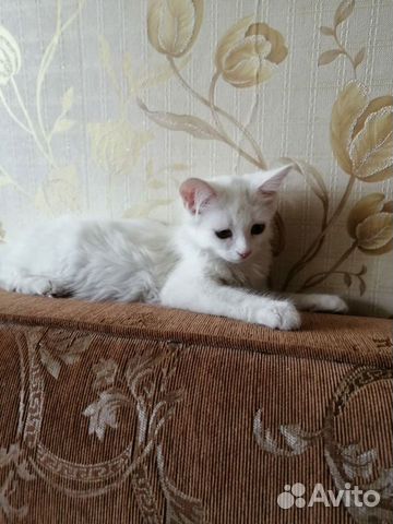 Милая беленькая кошка 2.5 месяца