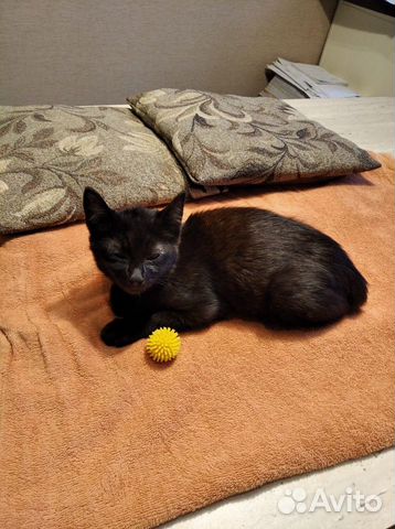 Черный котенок 3,5 мес