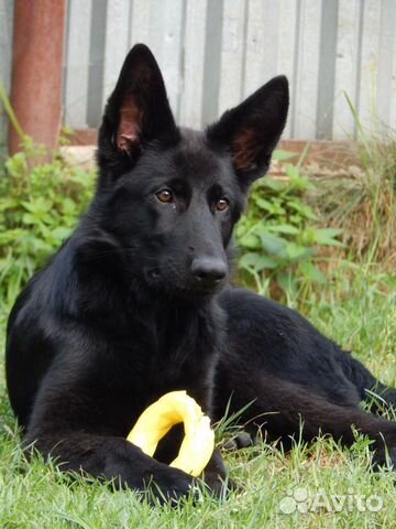 Классная девочка черного окраса раб развед 5 мес