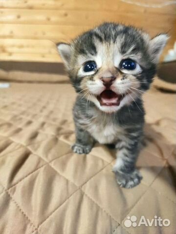 Котята в добрые руки бесплатно