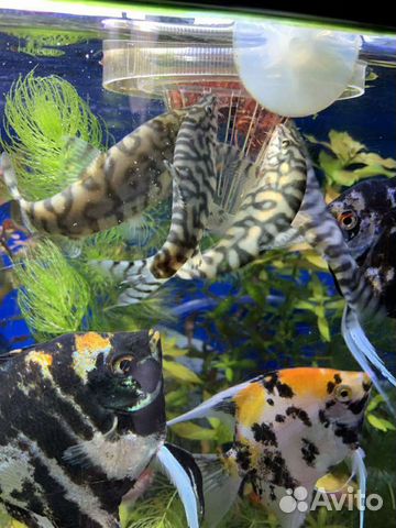 Боции мраморные отдам