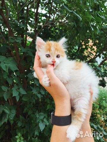 Котенок в добрые руки :)