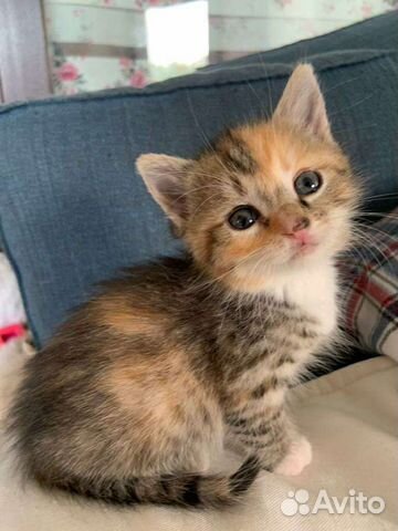 Красавица Милочка ищет дом