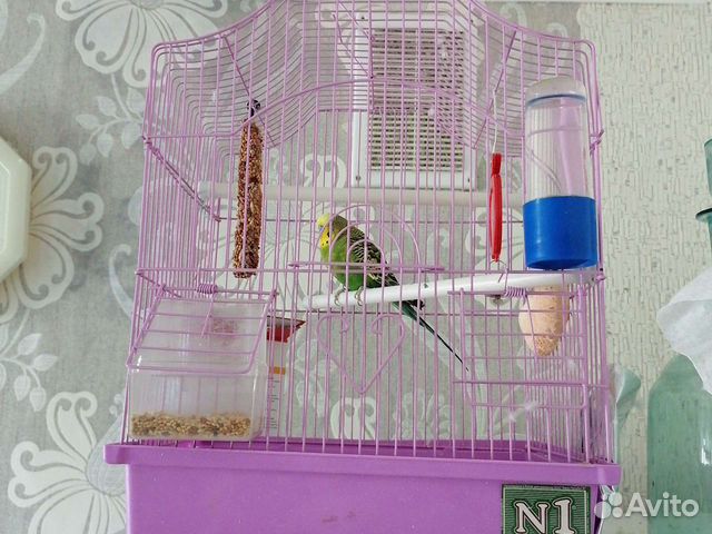 Волнистый попугай с клеткой