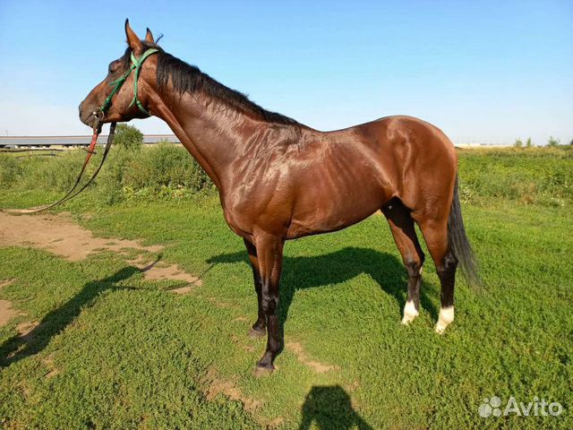Продаётся Английский верховой жеребец