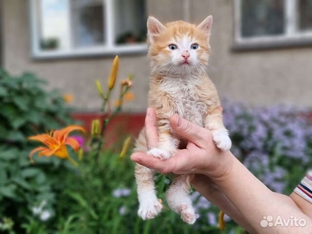 Рыжий котёнок Шафран 1 мес, отдаём в квартиру, при