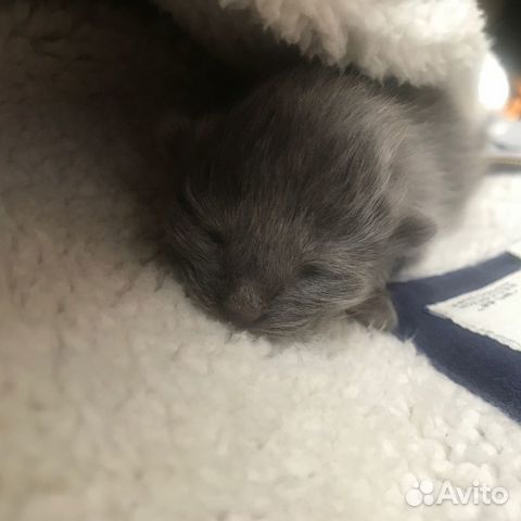 Котенок в добрые руки
