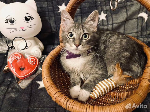 Котенок девочка