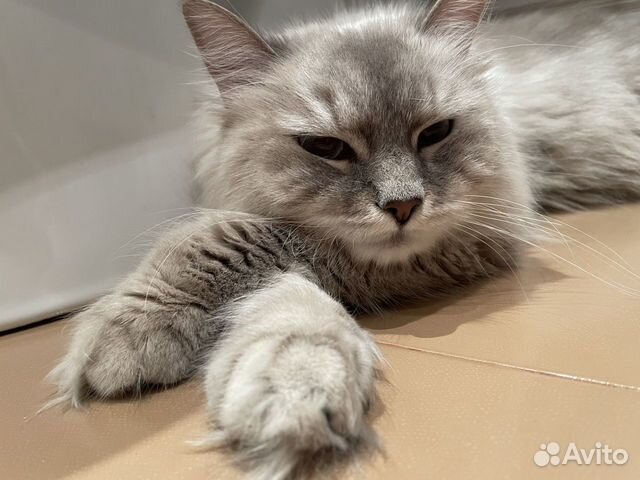 Лексик ищет дом