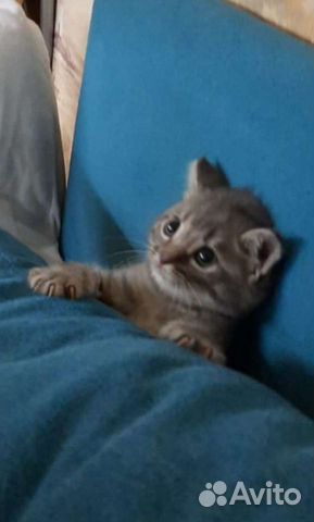 Маленький котенок Ганс ищет хорошую семью