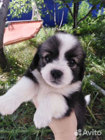 Щенок Японский хин помесь