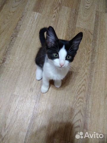 Отдам котенка мальчик