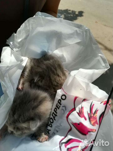 Брошенные, слепые котята