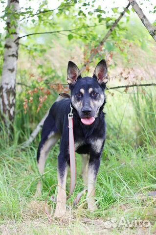 Макс ищет семью. Собака в добрые руки. Бесплатно