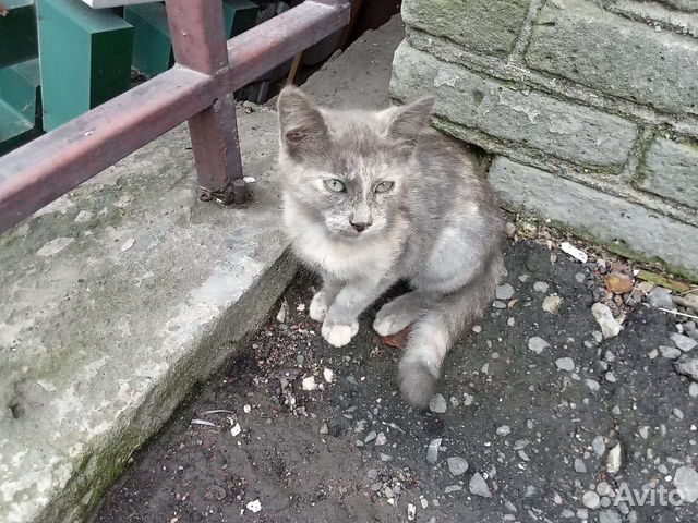 Милый которебенок в надёжные руки