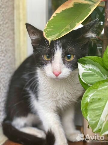 Супер ласковый котёнок ищет маму