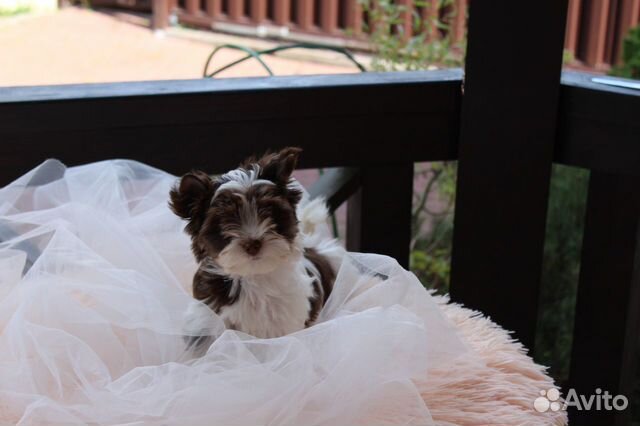 Биро девочка.Бивер