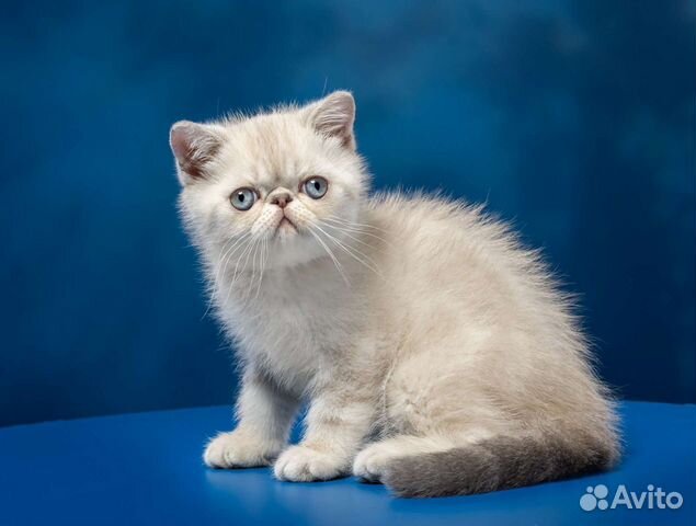 Экзотический котик