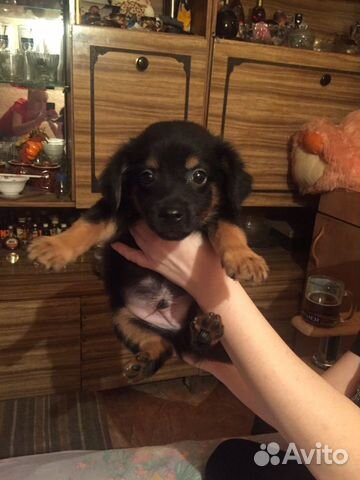 Собака