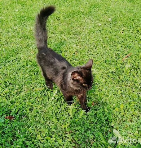 Котенок Нафаня