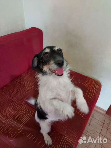 Джек рассел терьер бесплатно