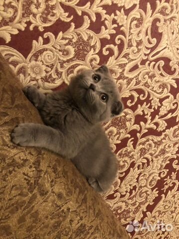 Британская вислоухая кошка