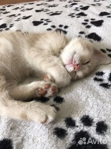 Кремовый котенок в добрые руки