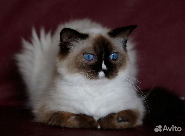 Котята регдолл
