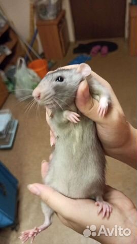 Крыса дамбо бесплатно