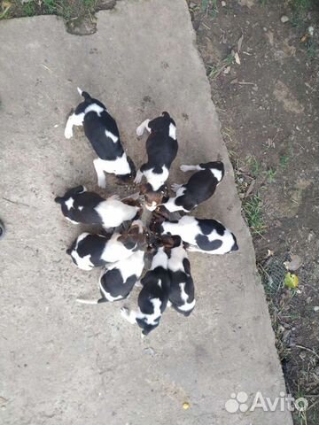 Русская пегая гончая