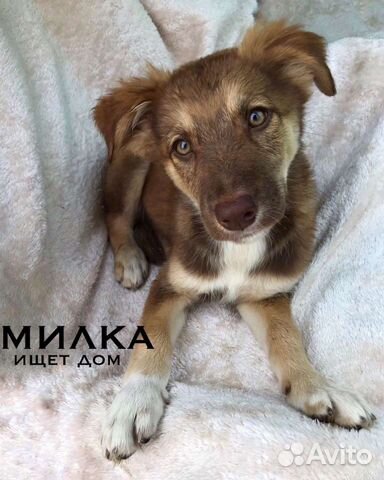 Милка в добрые руки