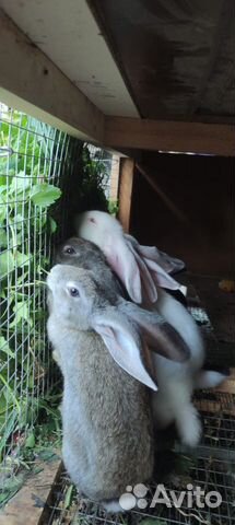 Продам кроликов