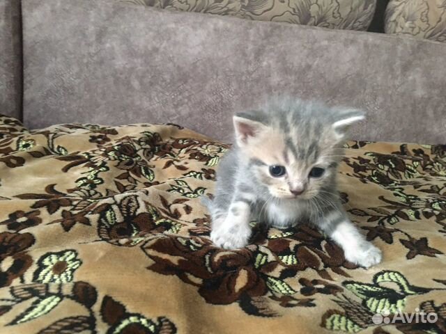 Шотландские вислоухие котята