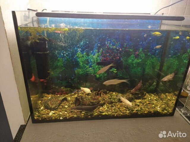 Аквариум