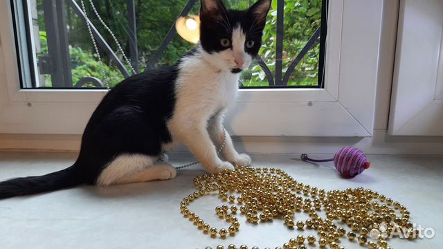 Котенок девочка Матрешка