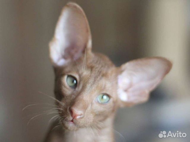 Циннамоновый малыш