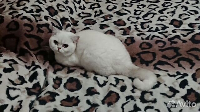 Британская серебристая шиншилла в разведение