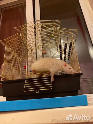 Декоративная крыса