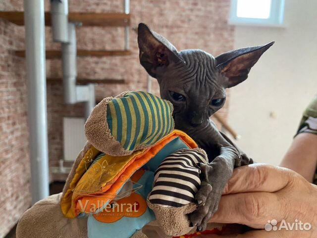 Маленький друг