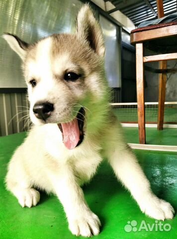 Сибирский хаски