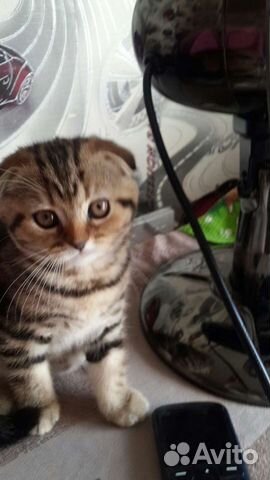 Шотландские вислоухие котята девочка n22