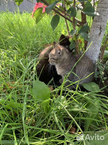 Котята бесплатно