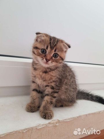 Британская вислоухая кошка