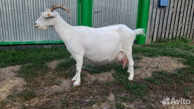 Коза дойная