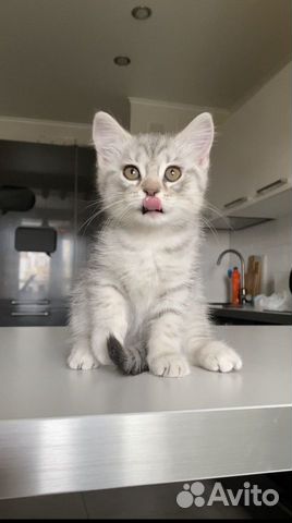 Котята